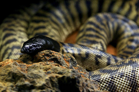 Closeup Jungle Carpet Python Morelia Spilota Editorial Stock Photo ...