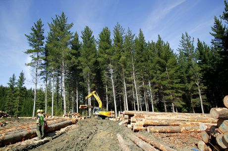 New Zealand Forestry Harvesting Douglas Fir Editorial Stock Photo ...