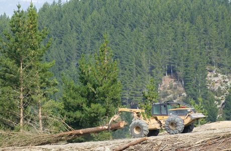 New Zealand Forestry Harvesting Douglas Fir Editorial Stock Photo ...