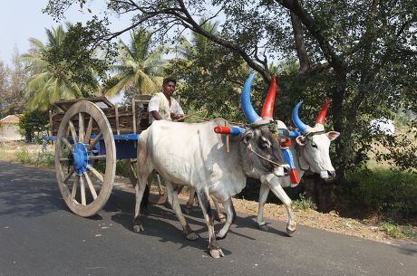 90 Cattle carts Stock Pictures, Editorial Images and Stock Photos ...