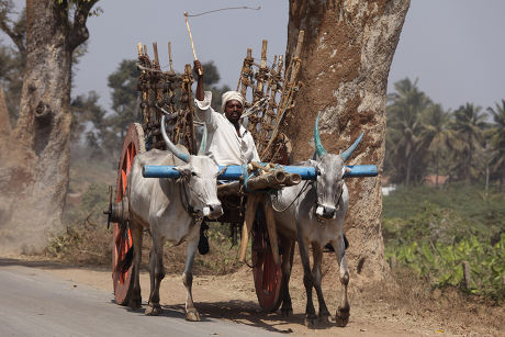 90 Cattle carts Stock Pictures, Editorial Images and Stock Photos ...