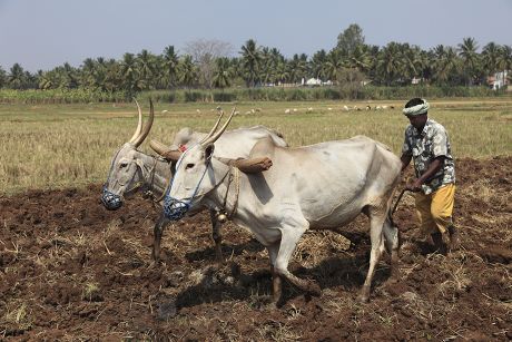 Farmer Plowing Field Oxen Plow Bannur Editorial Stock Photo - Stock ...