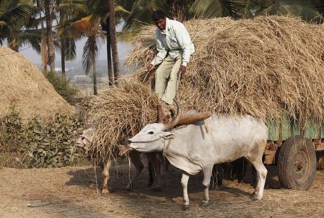 250 Ox carts Stock Pictures, Editorial Images and Stock Photos ...