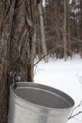13 Making products from trees Stock Pictures, Editorial Images and ...