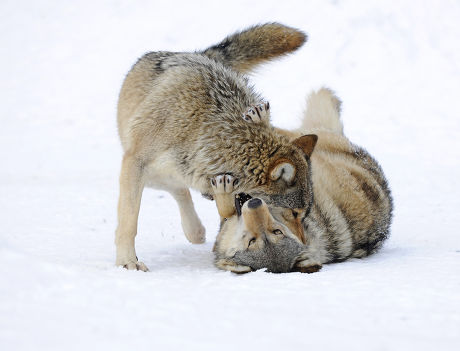 Fighting Playing Wolves Cub Mackenzie Wolf Editorial Stock Photo ...