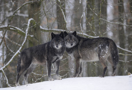 Mackenzie Wolf Alaskan Tundra Wolf Canadian Editorial Stock Photo ...
