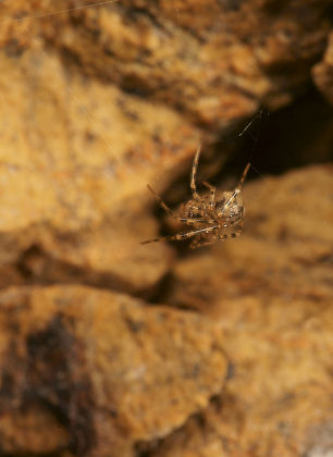 Cave Cobweb Spider Nesticus Cellulanus Editorial Stock Photo - Stock ...