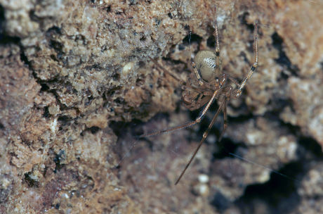 Cave Cobweb Spider Nesticus Cellulanus Editorial Stock Photo - Stock ...