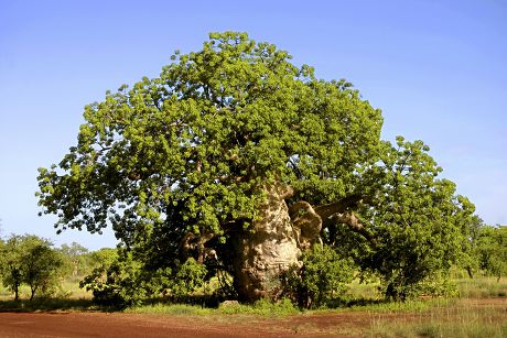 Boabab Tree Adansonia Digitata West Kimberley Editorial Stock Photo ...
