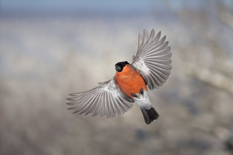 Common Bullfinch Eurasian Bullfinch Pyrrhula Pyrrhula Editorial Stock ...