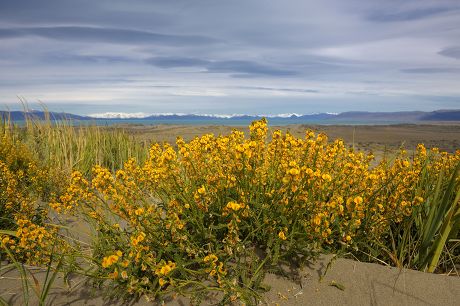 Paramela Adesmia Emarginata Front Patagonian Andes Editorial Stock ...