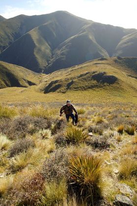 Wallaby Hunters Hills Red Necked Brush Editorial Stock Photo - Stock ...