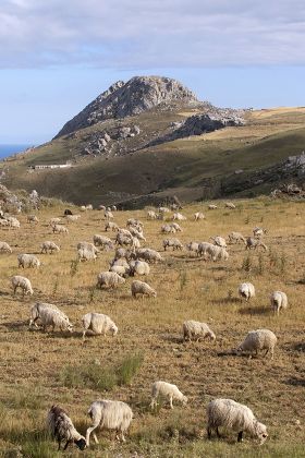 Sheep Grazing Near Plakias Crete Greece Editorial Stock Photo - Stock ...