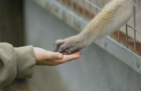 Monkey Human Touching Hands Through Grid Editorial Stock Photo - Stock ...