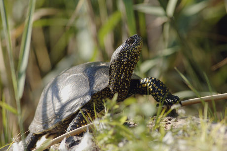 European Pond Terrapin Emys Orbicularis Editorial Stock Photo - Stock ...