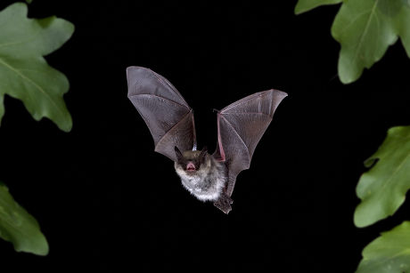 Whiskered Bat Myotis Mystacinus Flight Thuringia Editorial Stock Photo ...