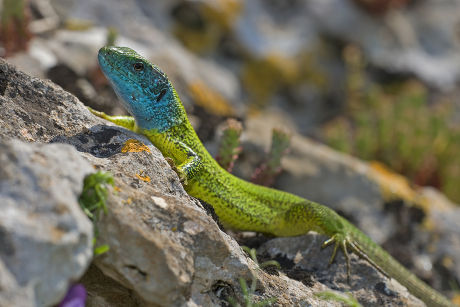 European Green Lizard Lacerta Viridis Cape Editorial Stock Photo ...