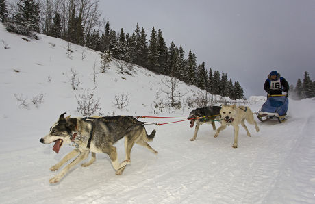 Running Sled Dogs Dog Team Alaskan Editorial Stock Photo - Stock Image ...