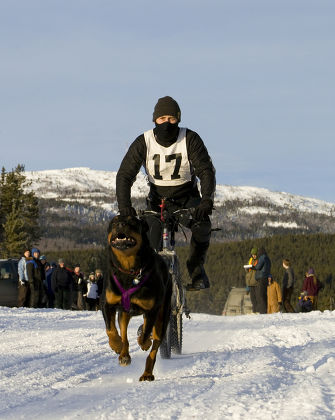 Man Bikejoring Dog Sport Running Rottweiler Editorial Stock Photo ...