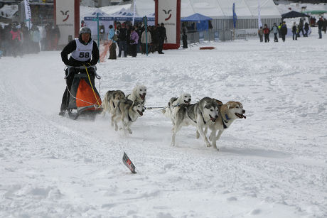 86 Dogs pull sleds Stock Pictures, Editorial Images and Stock Photos ...
