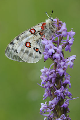 Mountain Apollo Butterfly Parnassius Apollo Resting Editorial Stock ...