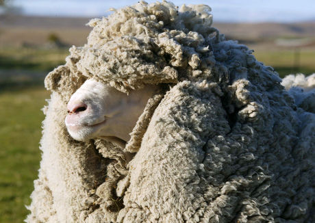 Shrek Merino Who Hasnt Been Shorn Editorial Stock Photo - Stock Image ...