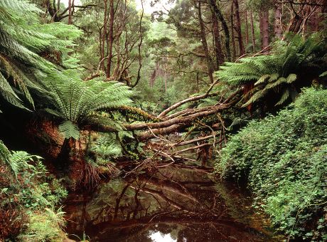 Fern Trees Forest Otway National Park Editorial Stock Photo - Stock ...