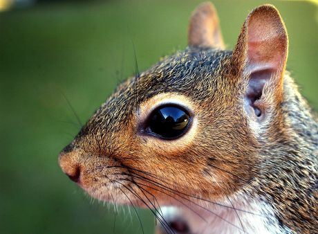 Twiggy Water Skiing Squirrel Editorial Stock Photo - Stock Image ...