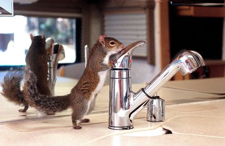 Twiggy Water Skiing Squirrel Editorial Stock Photo - Stock Image ...
