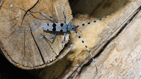 64 Annuluses Stock Pictures, Editorial Images and Stock Photos ...