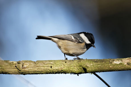 Coal Tit Periparus Ater Editorial Stock Photo - Stock Image | Shutterstock