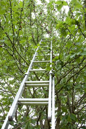 Ladder Cherry Tree Editorial Stock Photo - Stock Image | Shutterstock