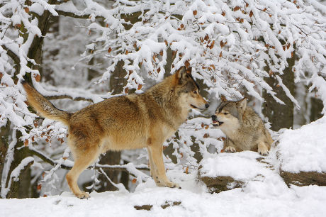 Canadian Wolves Canis Lupus Occidentalis Right Editorial Stock Photo ...