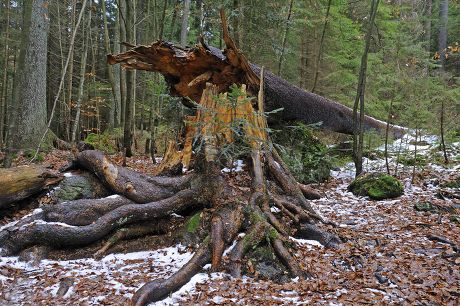 59 Rootstock Stock Pictures, Editorial Images and Stock Photos ...