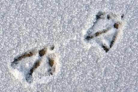 Track Mallard Anas Platyrhynchos Snow Editorial Stock Photo - Stock ...