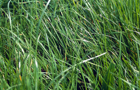 Grass Editorial Stock Photo - Stock Image | Shutterstock