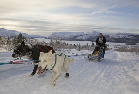 Running Sled Dogs Alaskan Huskies Wheel Editorial Stock Photo - Stock ...