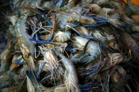 PRAWN FARM WHERE YOU CAN CATCH YOUR OWN DINNER, TAUPO, NEW ZEALAND ...