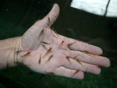 Baby Malaysian Giant River Prawn Editorial Stock Photo - Stock Image ...