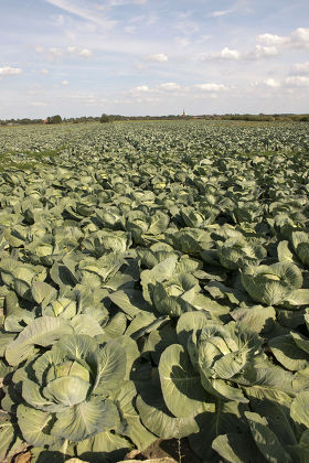 Largest Cabbagegrowing Region Germany Dithmarschen Schleswigholstein ...