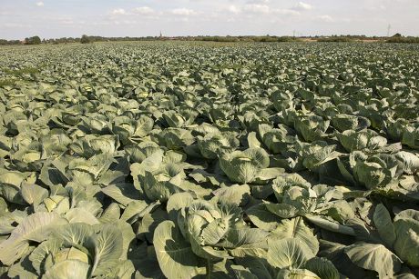 Largest Cabbagegrowing Region Germany Dithmarschen Schleswigholstein ...