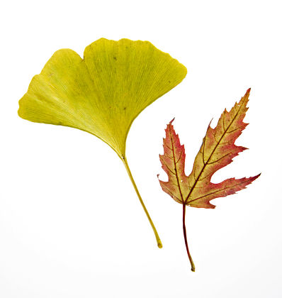 2 Autumn Leaves Editorial Stock Photo - Stock Image | Shutterstock