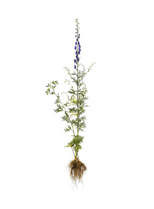 Blooming Monkshood Wolfsbane Aconitum Whole Plant Editorial Stock Photo ...