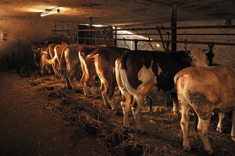 Old Barn Tethered Cows Eckental Middle Editorial Stock Photo - Stock ...
