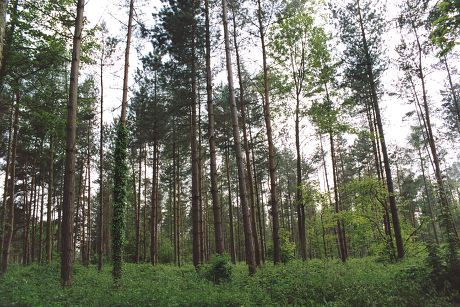 Pine Trees Center Parcs Editorial Stock Photo - Stock Image | Shutterstock