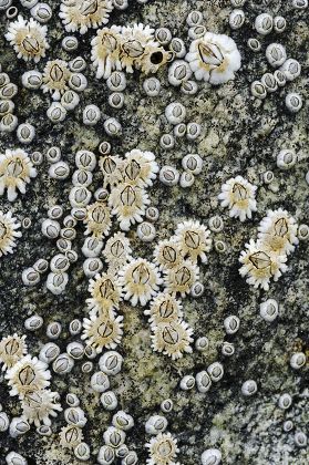 Acorn Barnacles Balanus Balanoides Barnacles Cirripedia Editorial Stock ...