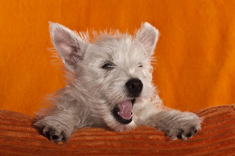 62 Dogs yawning Stock Pictures, Editorial Images and Stock Photos ...