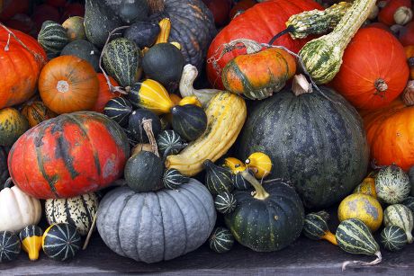 81 Marrows Stock Pictures, Editorial Images and Stock Photos | Shutterstock