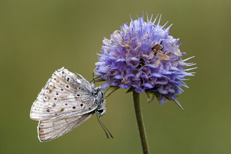 32 Coridon Stock Pictures, Editorial Images and Stock Photos | Shutterstock