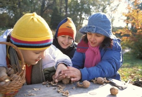 Model Released Children Cracking Hazelnuts Editorial Stock Photo ...